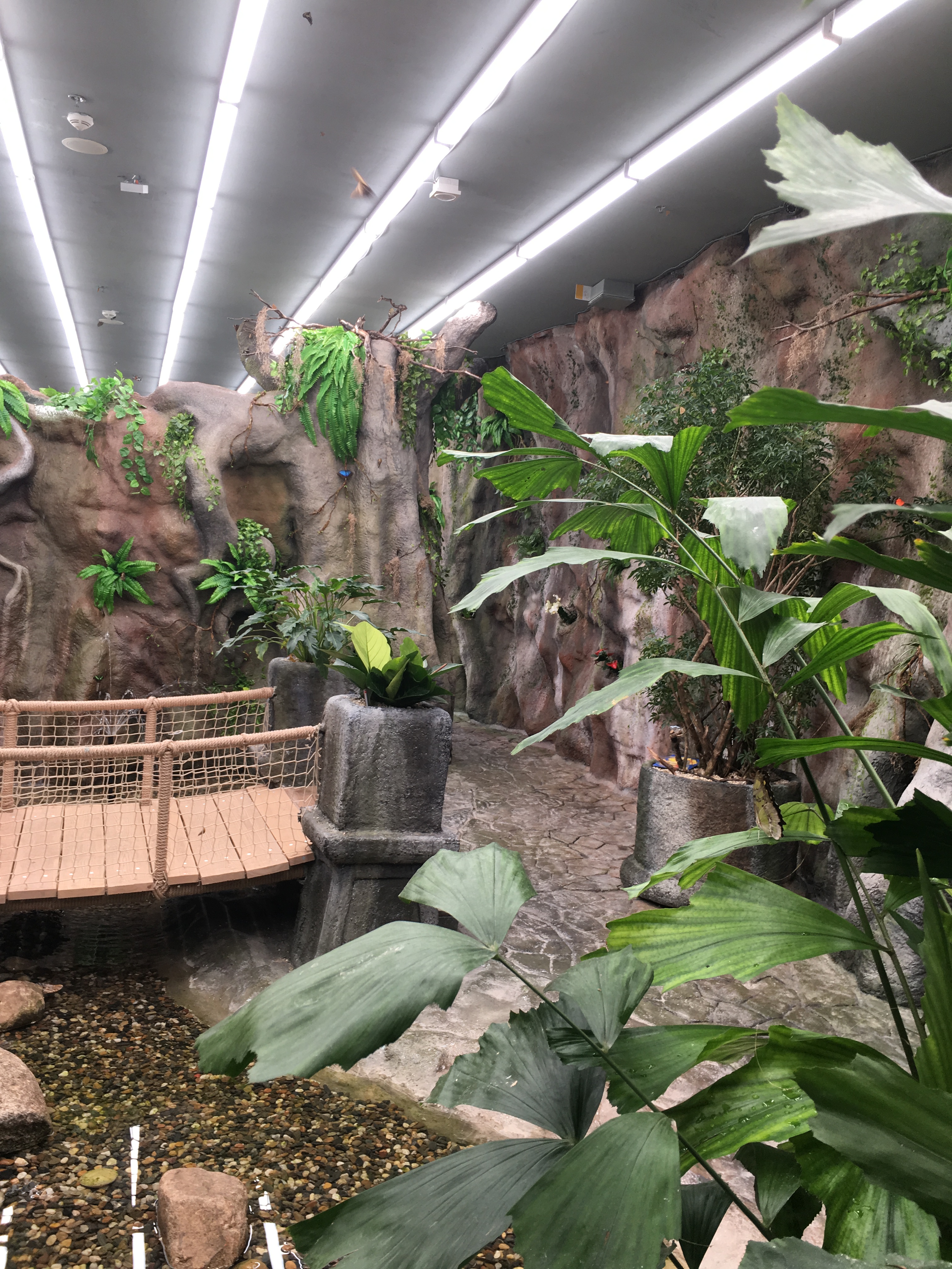 Papilonia Butterfly House, Prague, Czech Republic – The Prague Review