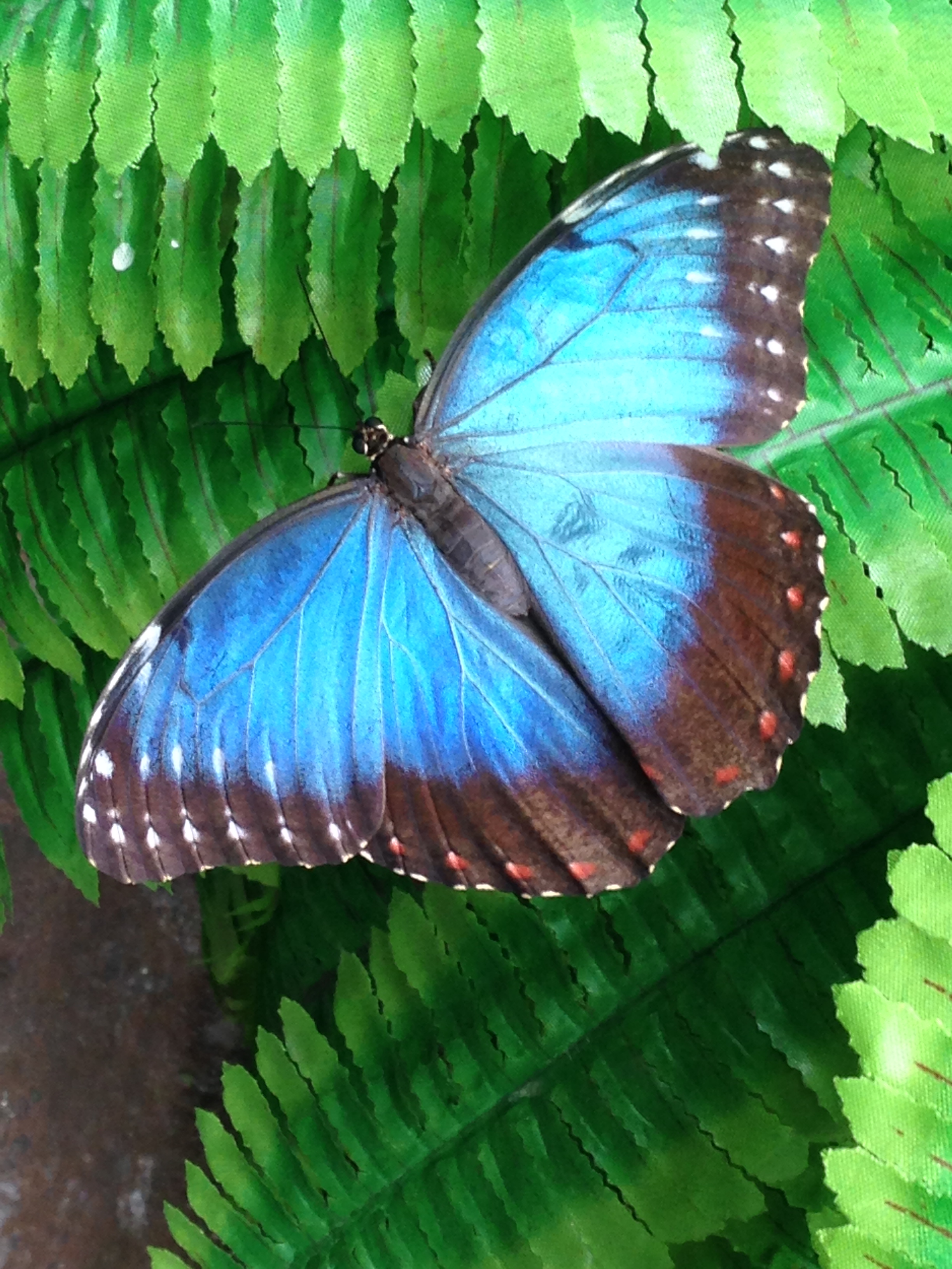 Papilonia Butterfly House, Prague, Czech Republic – The Prague Review