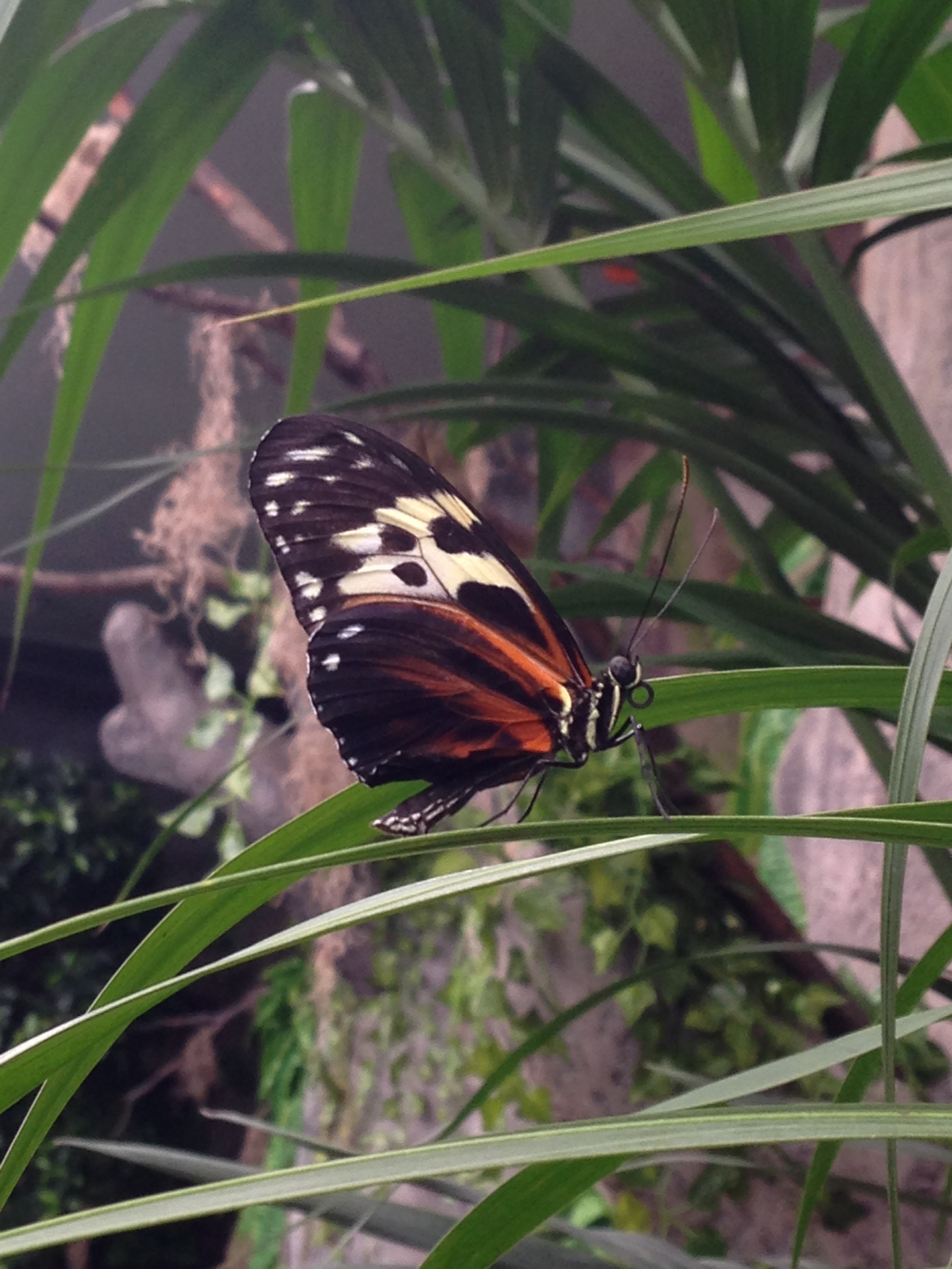 Papilonia Butterfly House, Prague, Czech Republic – The Prague Review