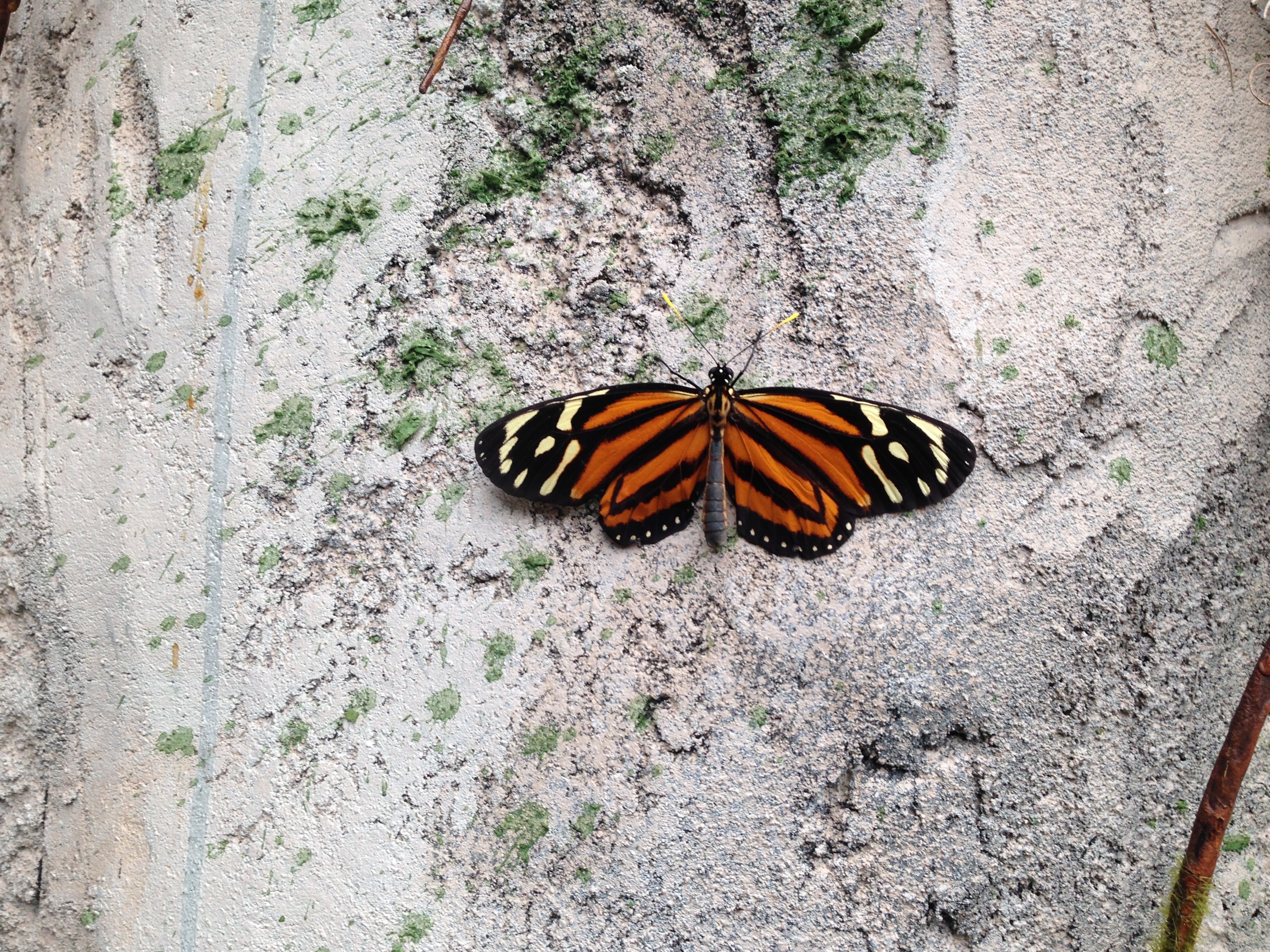 Papilonia Butterfly House, Prague, Czech Republic – The Prague Review
