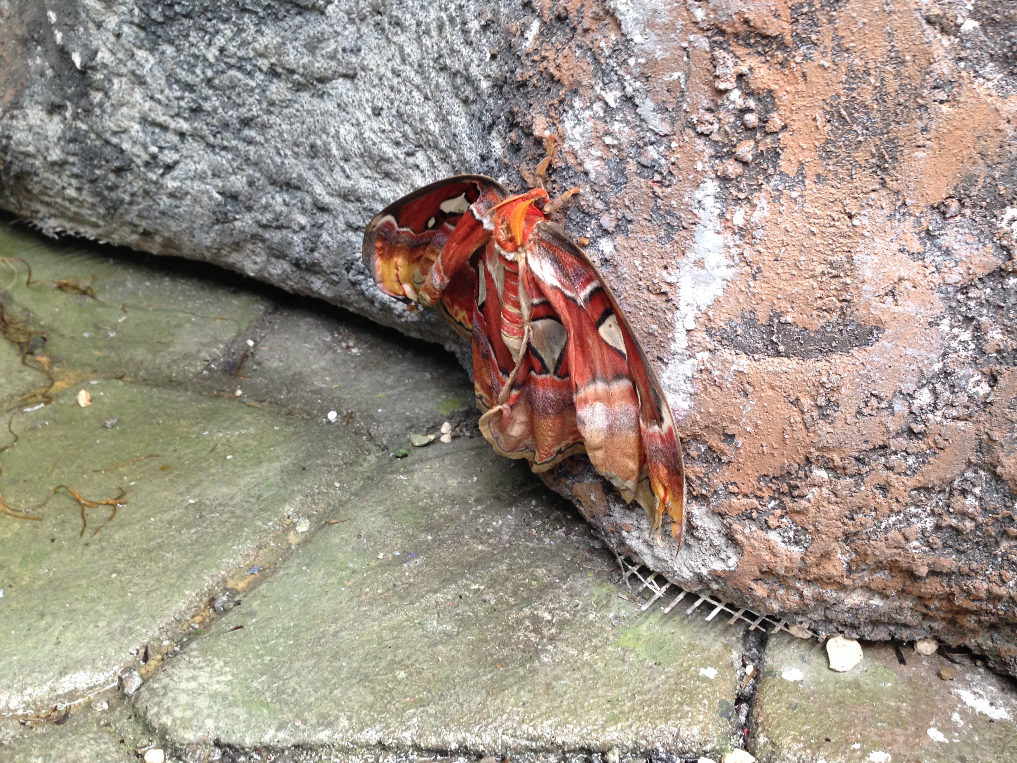 Papilonia Butterfly House, Prague, Czech Republic – The Prague Review