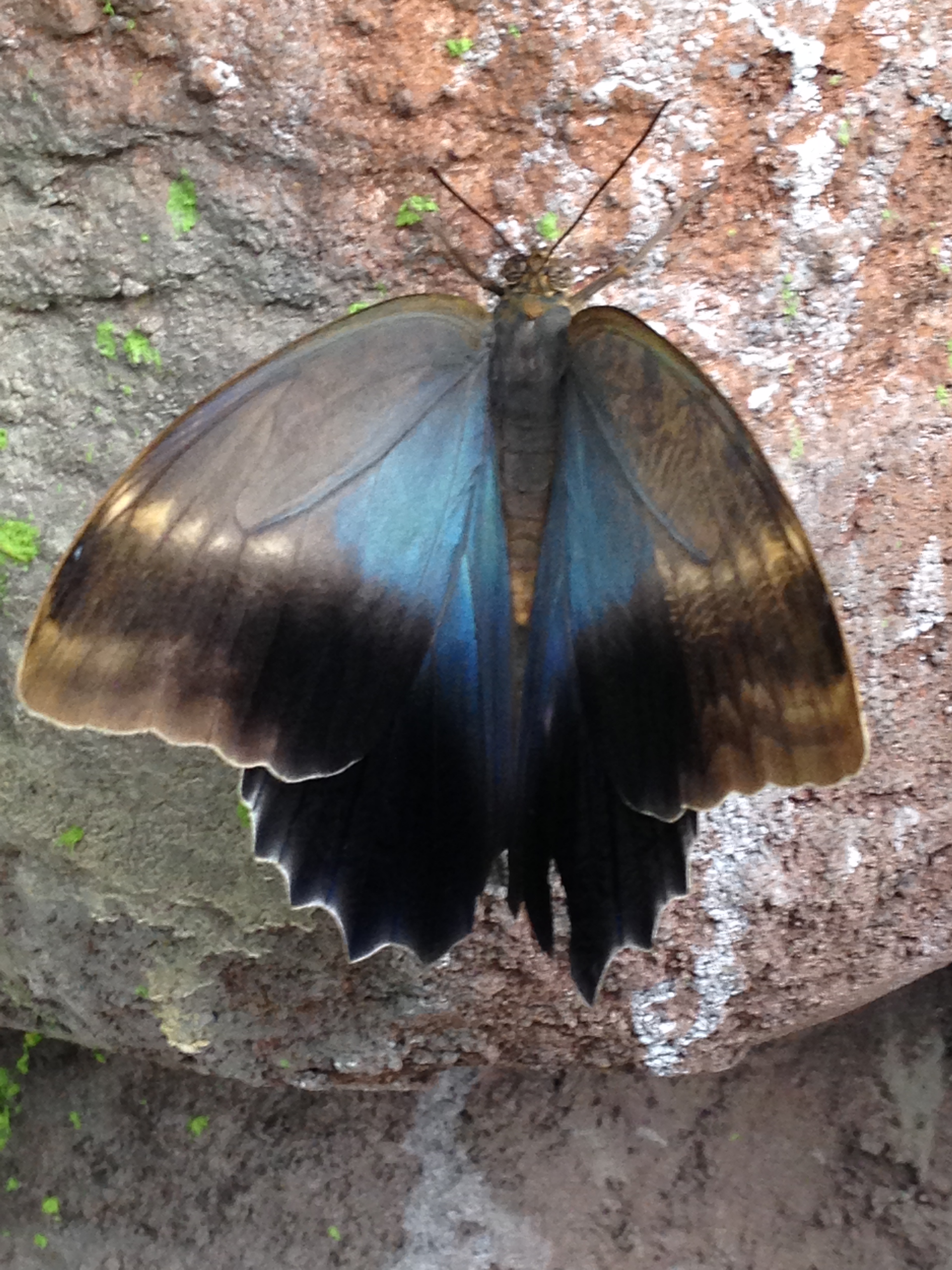 Papilonia Butterfly House, Prague, Czech Republic – The Prague Review